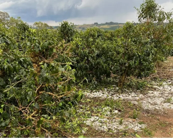 Hail has caused severe damage to Brazil's largest coffee producing ...