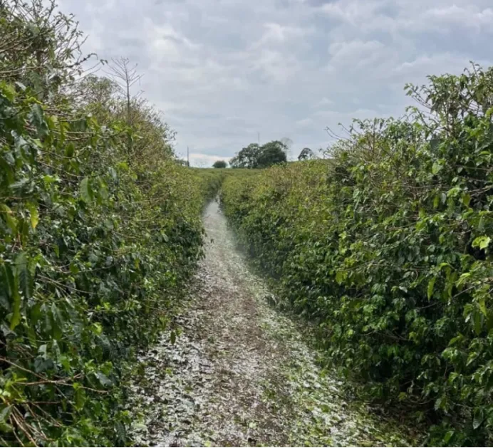 Hail has caused severe damage to Brazil's largest coffee producing ...